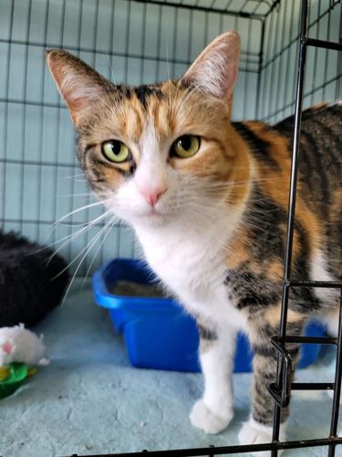 Petsense to host pet adoption event | Lifestyle | chronicleonline.com