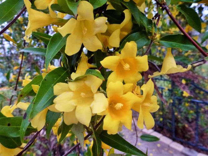 Carolina jessamine vine for winter | Real Estate | chronicleonline.com