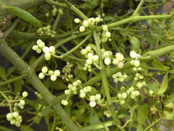 Removing parasitic mistletoe to save a tree | Real Estate ...