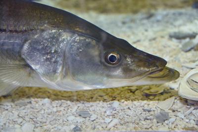 New snook regulations set to take effect in Florida waters | Local News ...