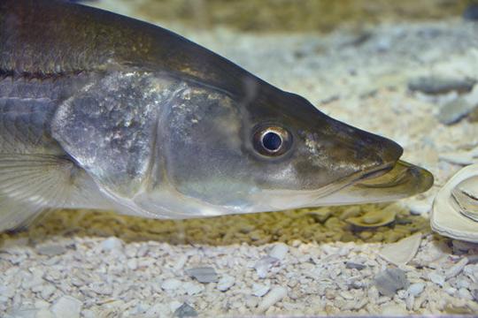 New snook regulations set to take effect in Florida waters | Local News ...