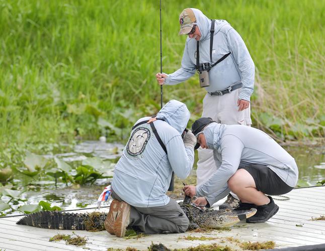 UPDATE: FWC catches alligators following gator attack | Local News ...