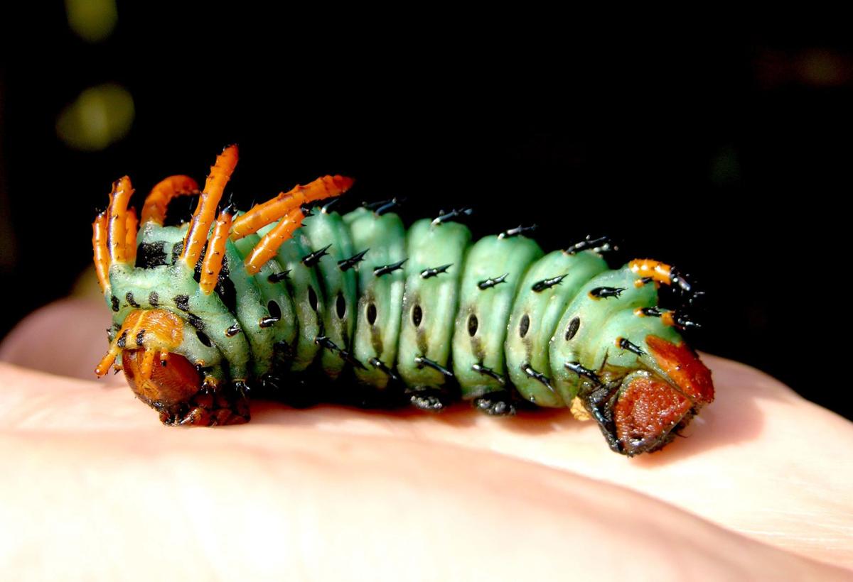 Regal Moth host plants around Central Florida | Real Estate ...