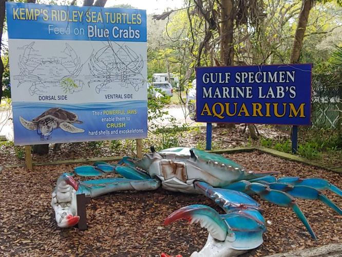 Diving Deep: Exploring the ‘Gulf Specimen Public Aquarium | Local News ...