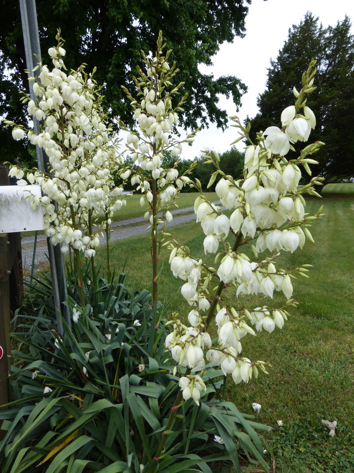 Three native Yuccas in Florida | Real Estate | chronicleonline.com
