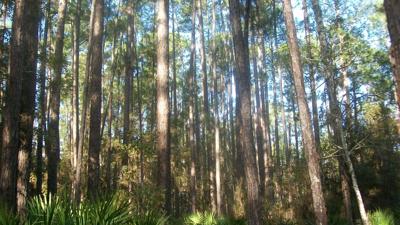 Goethe State Forest features tranquil backcountry | | chronicleonline.com