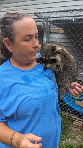 Rescuing raccoons | Local News | chronicleonline.com
