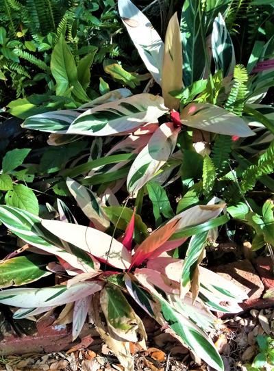 Annual plant sale expands with lawn and garden supplies | Community ...