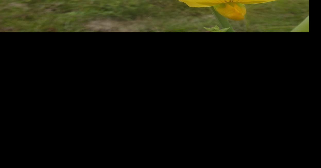 Crotalaria Rattlebox species in Florida | Real Estate | chronicleonline.com