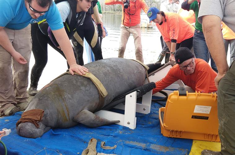 Checkup time: Manatee herd gets clean bill of health | Local News ...