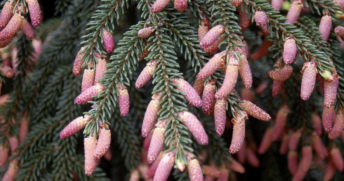 6 favorite conifers and the cones they produce | Home and Outdoor ...
