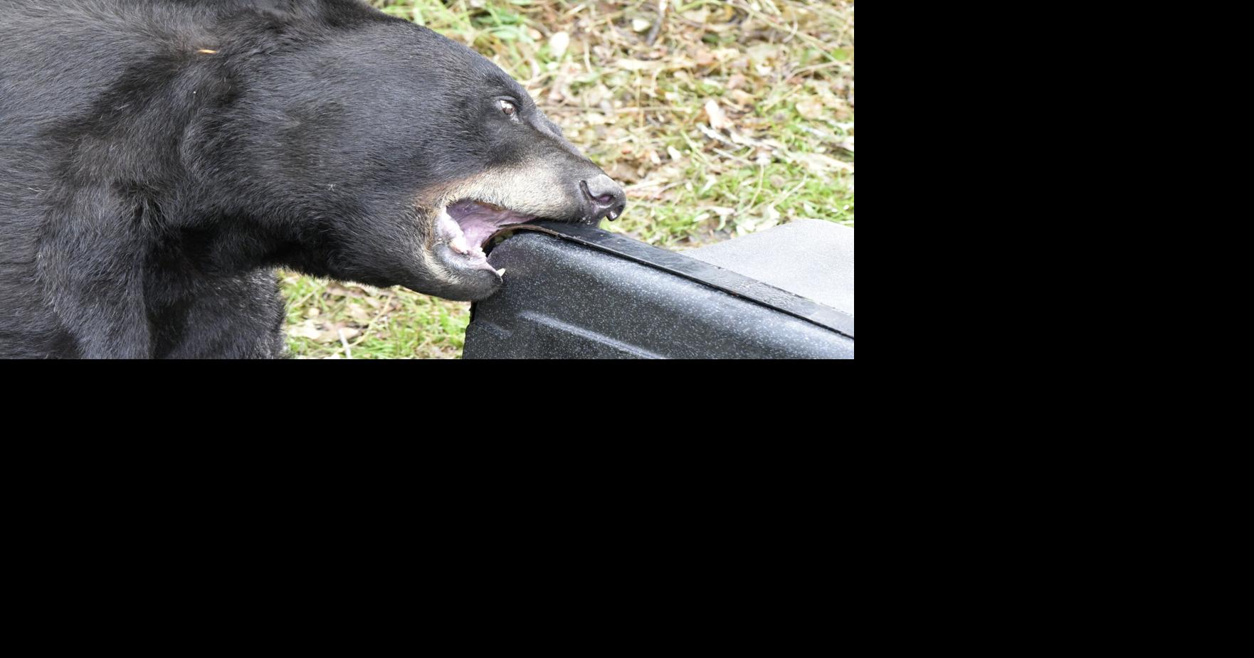 BearWise basics to follow as bears become more active in fall | Local ...