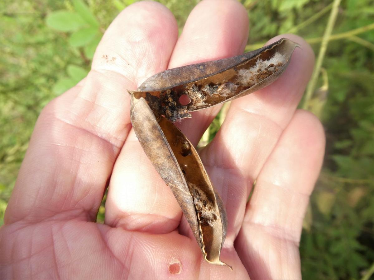 Crotalaria Rattlebox species in Florida | Real Estate | chronicleonline.com