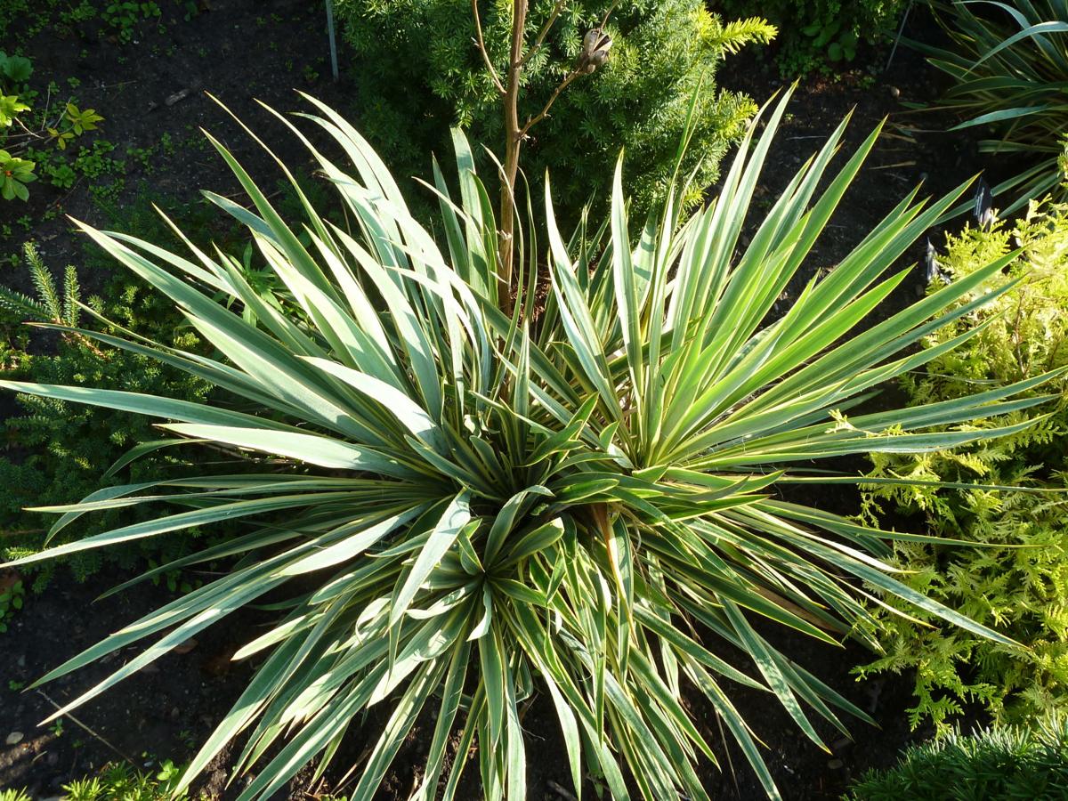 Three native Yuccas in Florida | Real Estate | chronicleonline.com