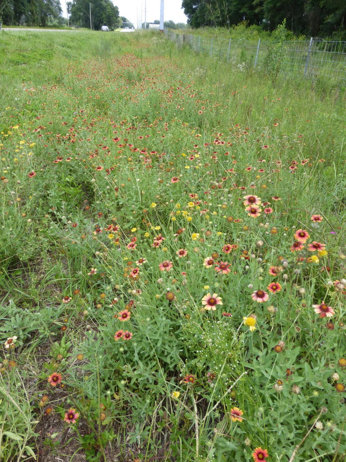 Weeds in Southern turfgrasses | Real Estate | chronicleonline.com