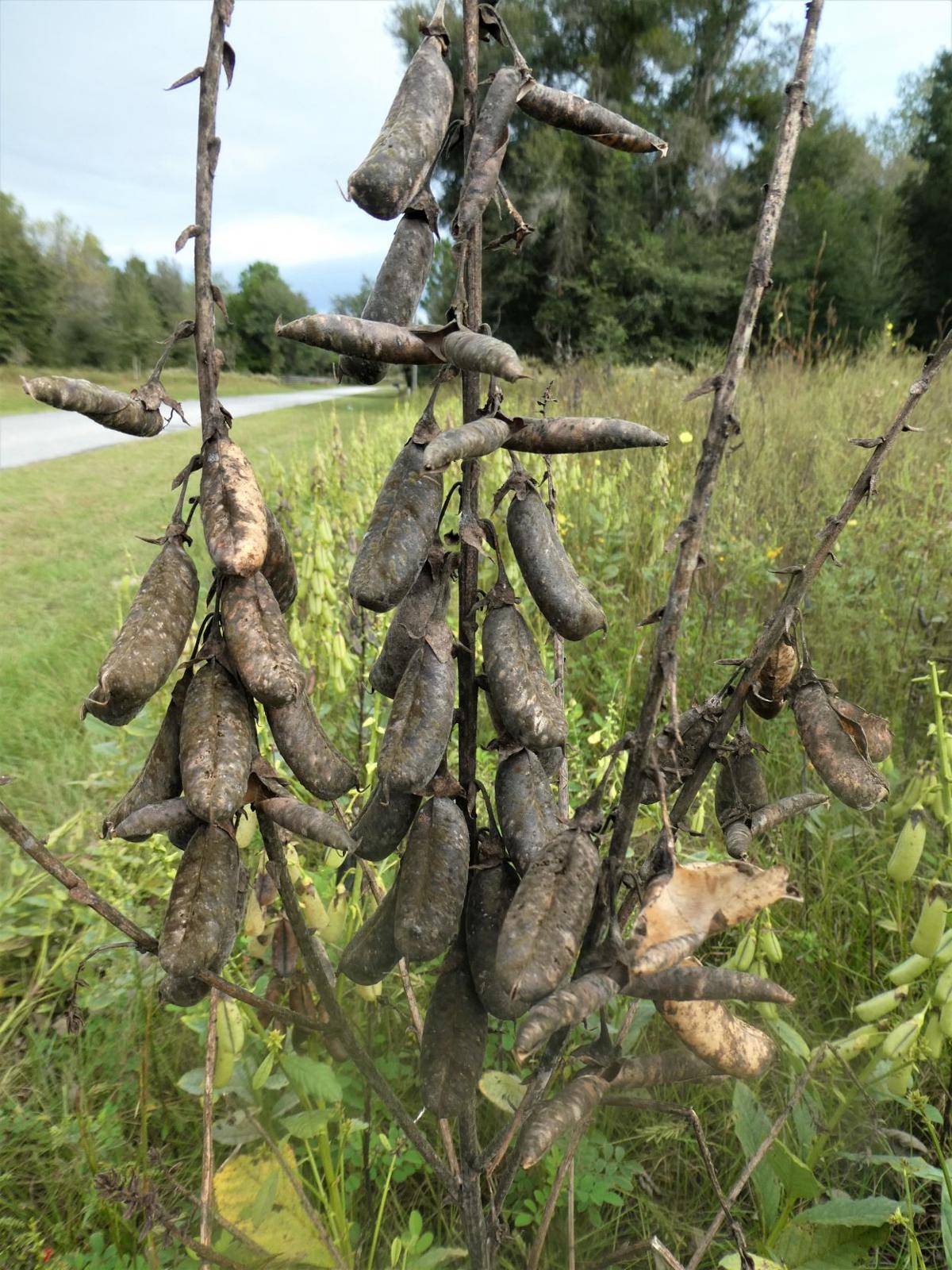 Crotalaria Rattlebox species in Florida | Real Estate | chronicleonline.com