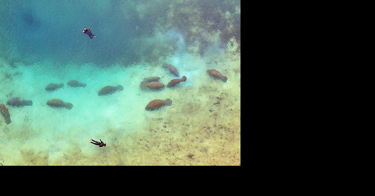 Manatee Festival to celebrate 35th year this weekend | Local News ...