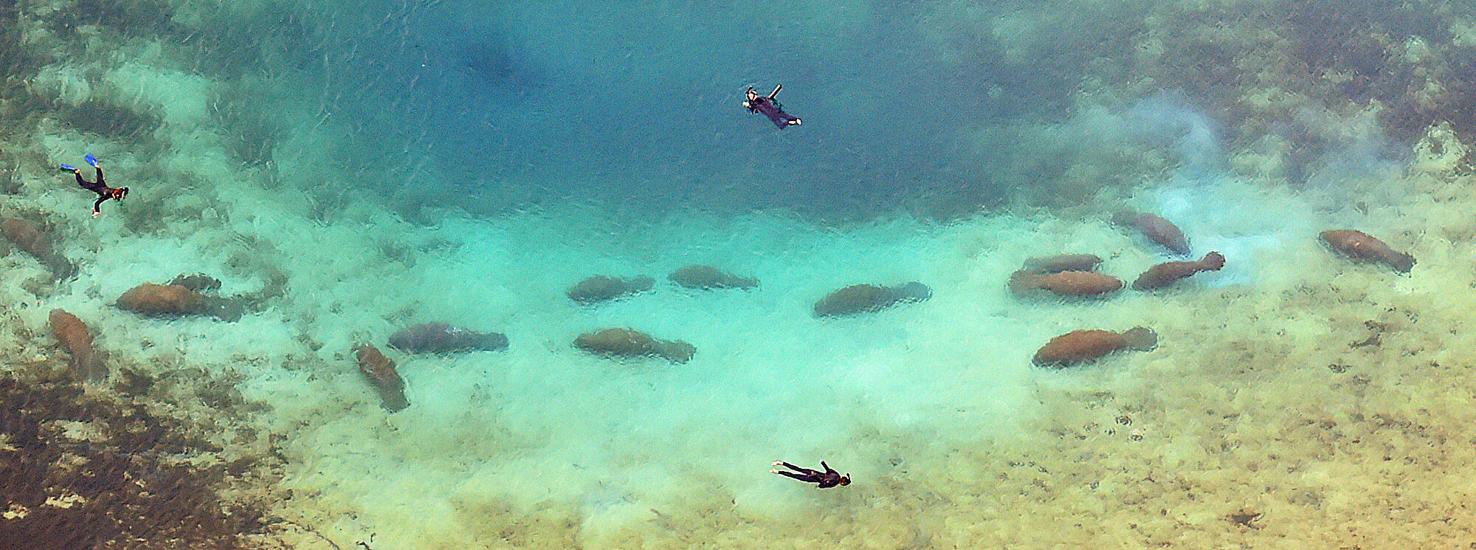 Manatee Festival to celebrate 35th year this weekend | Local News ...