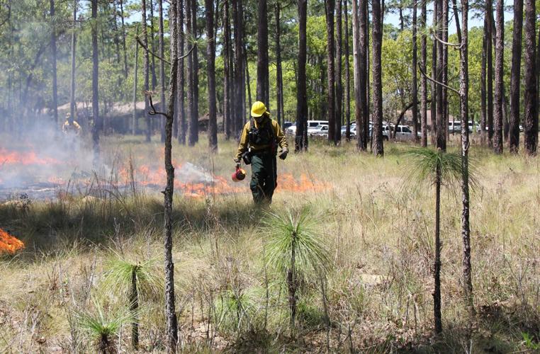 Prescribed burns – Your questions answered | Local News ...