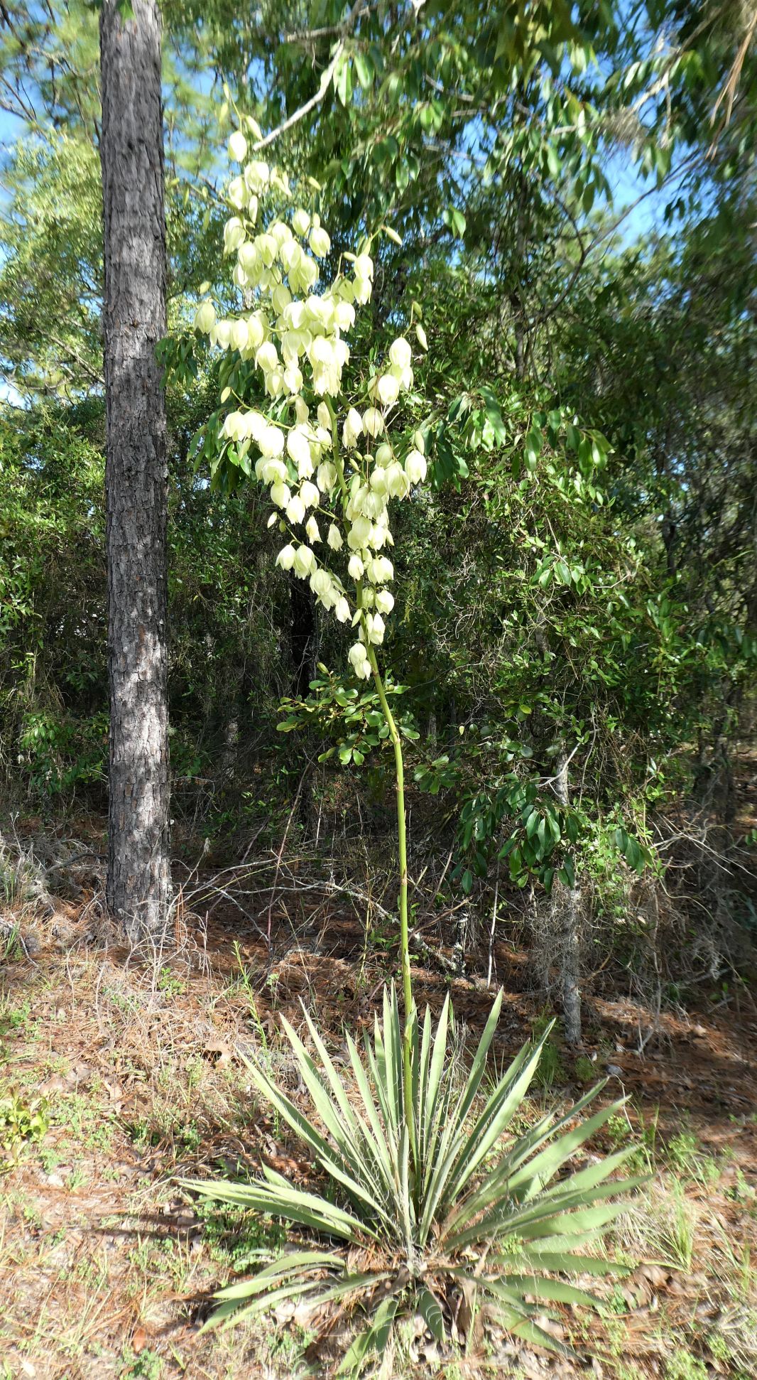 Three native Yuccas in Florida | Real Estate | chronicleonline.com