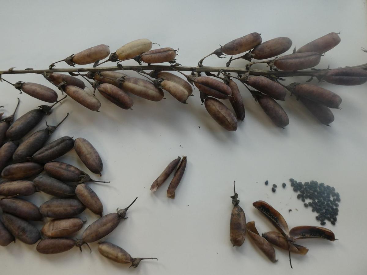 Crotalaria Rattlebox species in Florida | Real Estate | chronicleonline.com