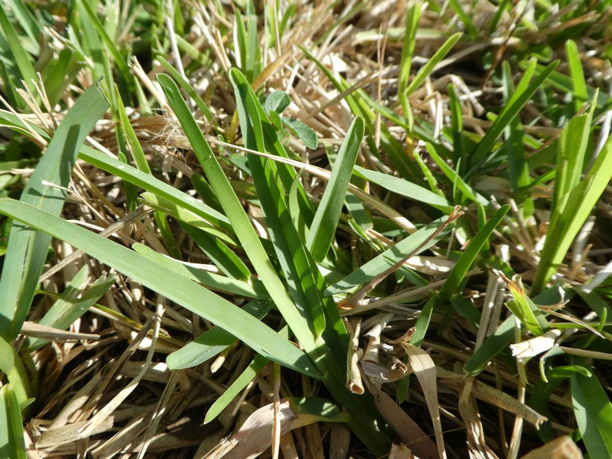 Weeds in Southern turfgrasses | Real Estate | chronicleonline.com