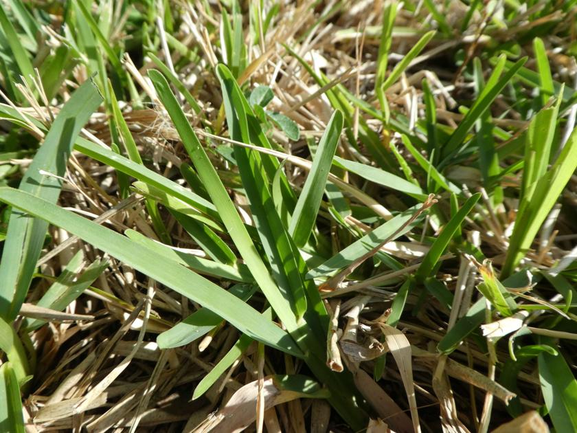 Weeds in Southern turfgrasses | Real Estate | chronicleonline.com
