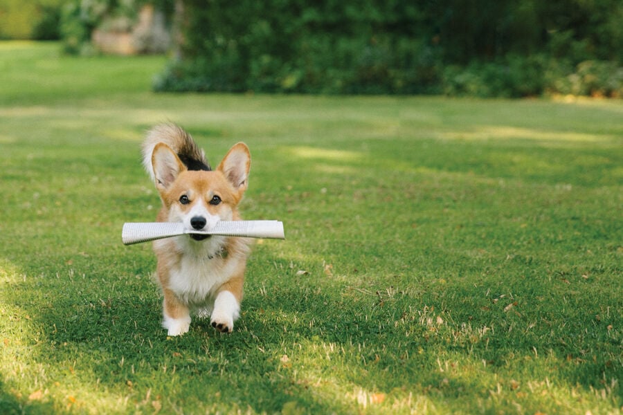 Learn how to get green on your Florida turf | Entertainment in Citrus ...