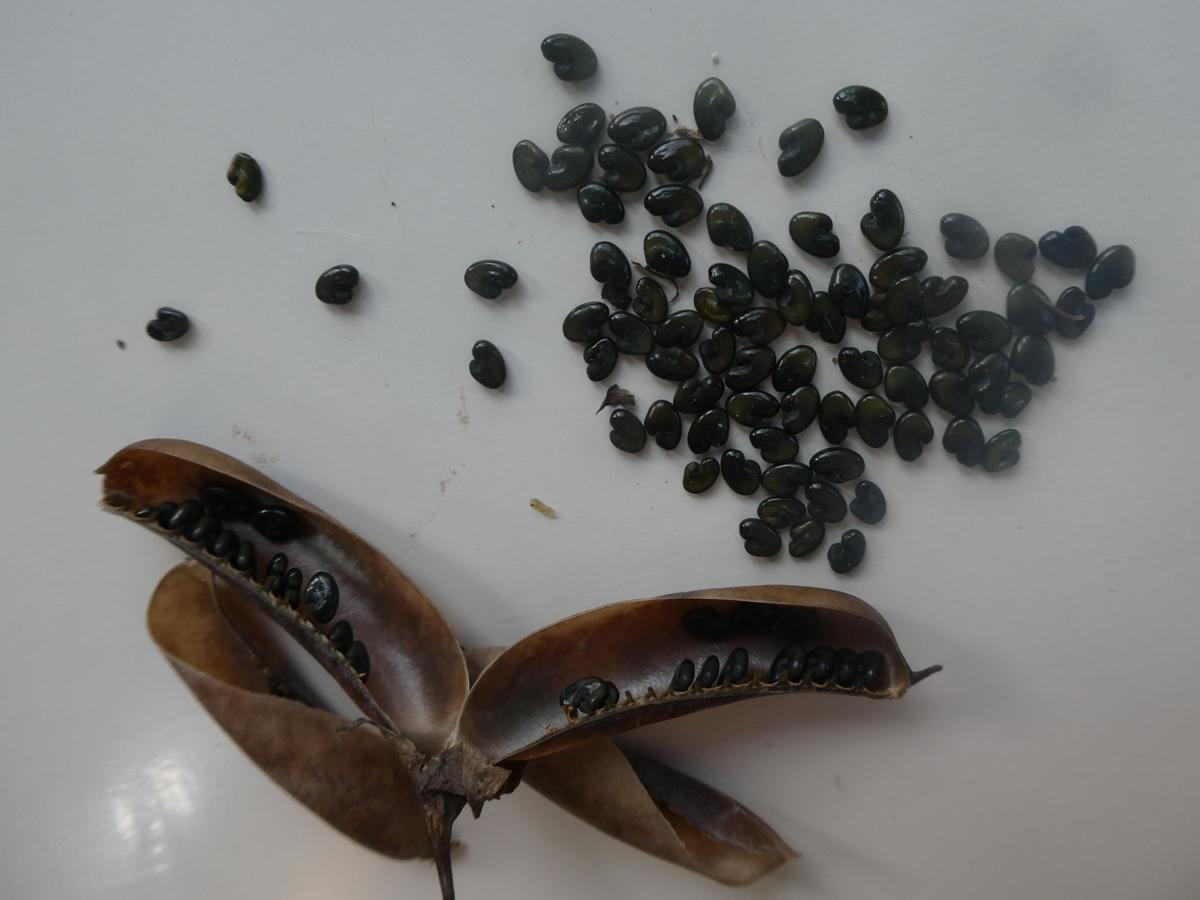 Crotalaria Rattlebox species in Florida | Real Estate | chronicleonline.com