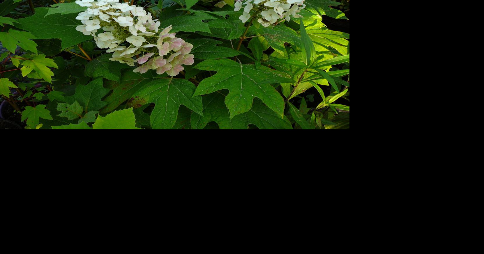 Jane's Garden 7/16/17: Tips for pruning Oakleaf Hydrangea | Real Estate ...
