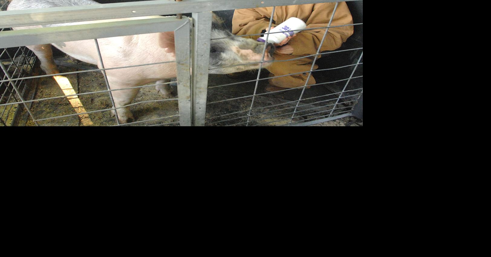Swine sales serve those in need | Local News | chronicleonline.com