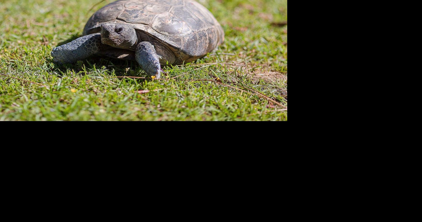 Close gopher tortoise encounters legal? It depends | Local News ...