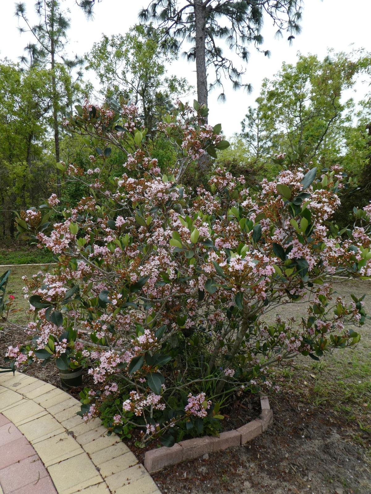 Indian Hawthorn is pretty, drought-tolerant | Real Estate ...