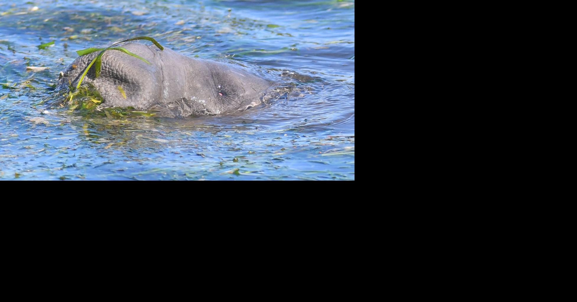 Manatee season off to strong start | Local News | chronicleonline.com