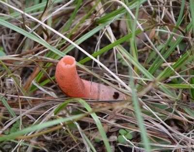 Stinkhorn fungi live up to their name | Local News | chronicleonline.com