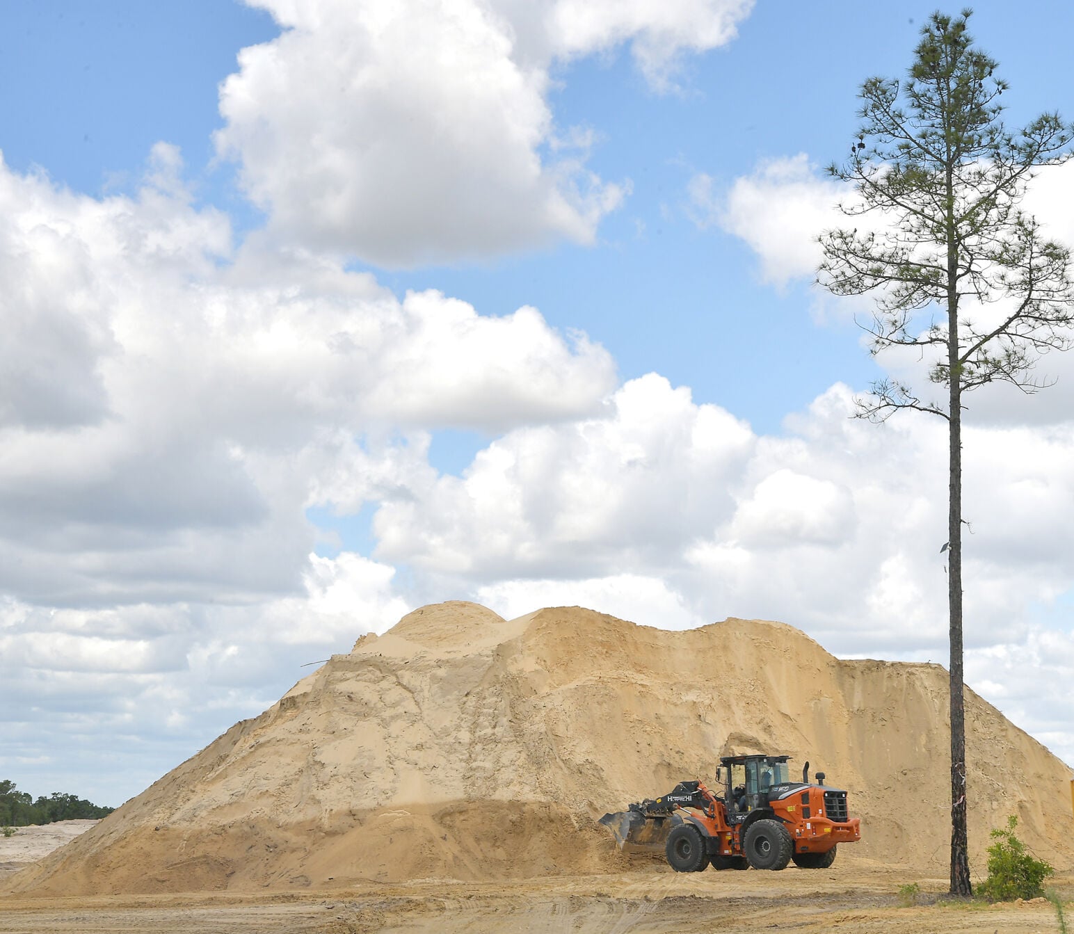 The last tree standing | Local News | chronicleonline.com