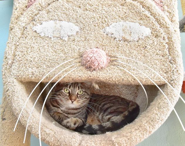 Still ‘rescuing pets four paws at a time’ — Precious Paws to expand ...