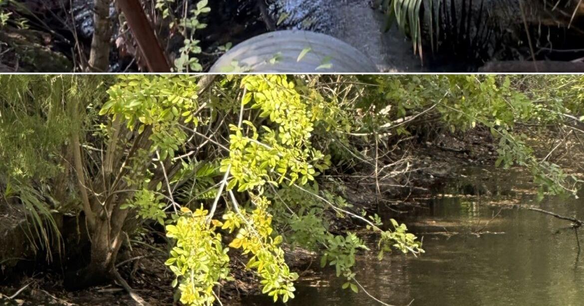 Finegan pushes for action on Homosassa, Halls river water quality ...