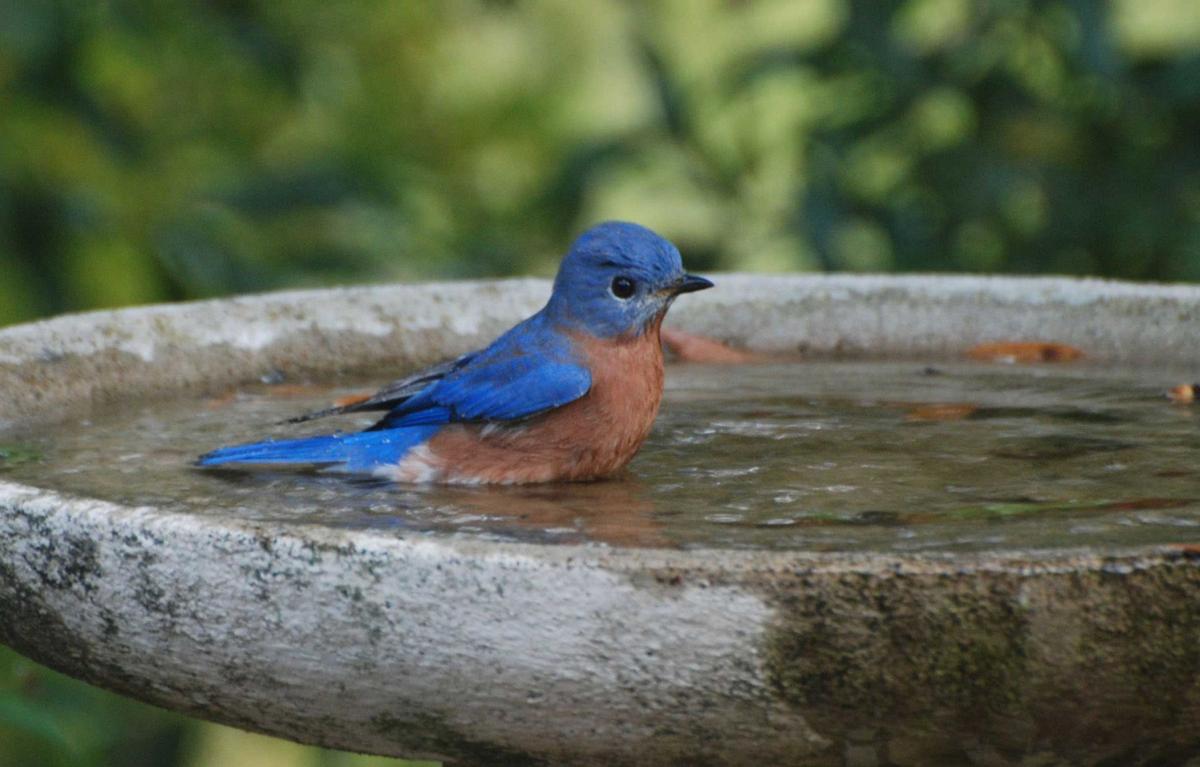 Eastern Bluebirds and thrush species in Florida | Real Estate ...