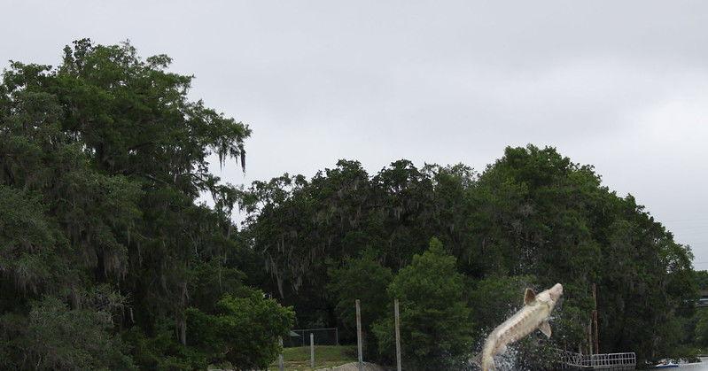 FWC advisies boaters to be aware of jumping sturgeon | Sports ...