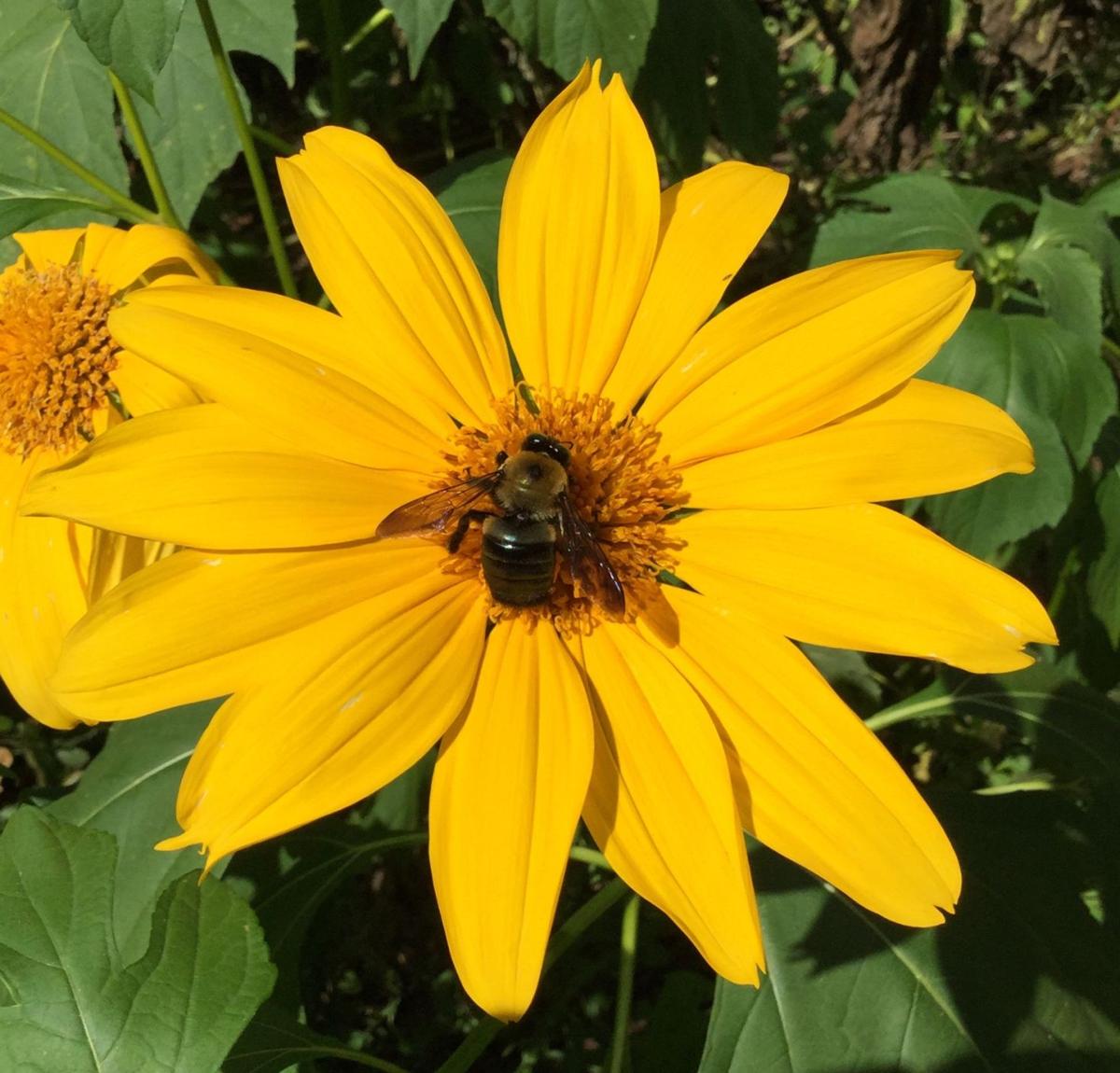 Bolivian sunflower is beautiful, but it’s big | Real Estate ...