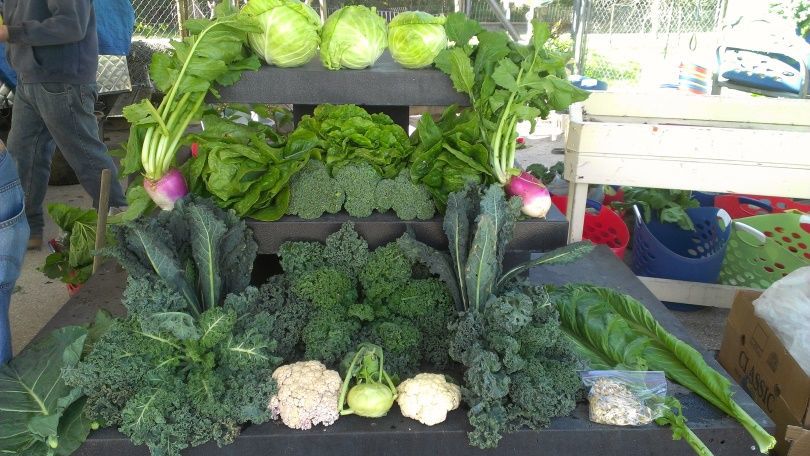 Farm co-op provides pesticide-free food | Lifestyle | chronicleonline.com