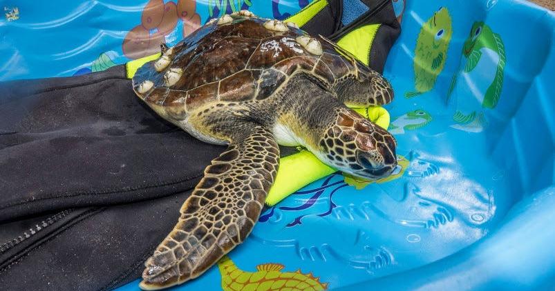 Cold weather a threat to sea turtles | Local News | chronicleonline.com