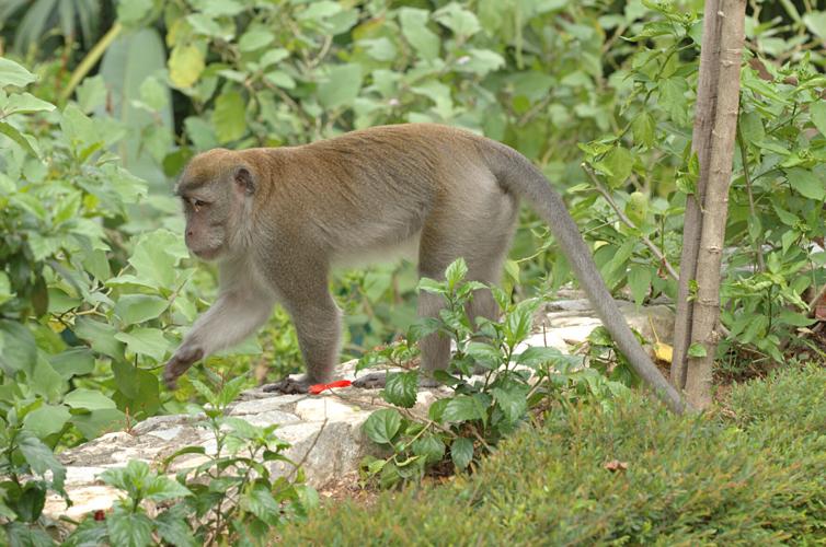First-of-its-kind study identifies top Invasive species threats to ...