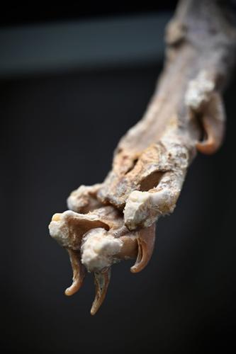 Mummified cheetahs found in Saudi caves shed light on lost populations ...