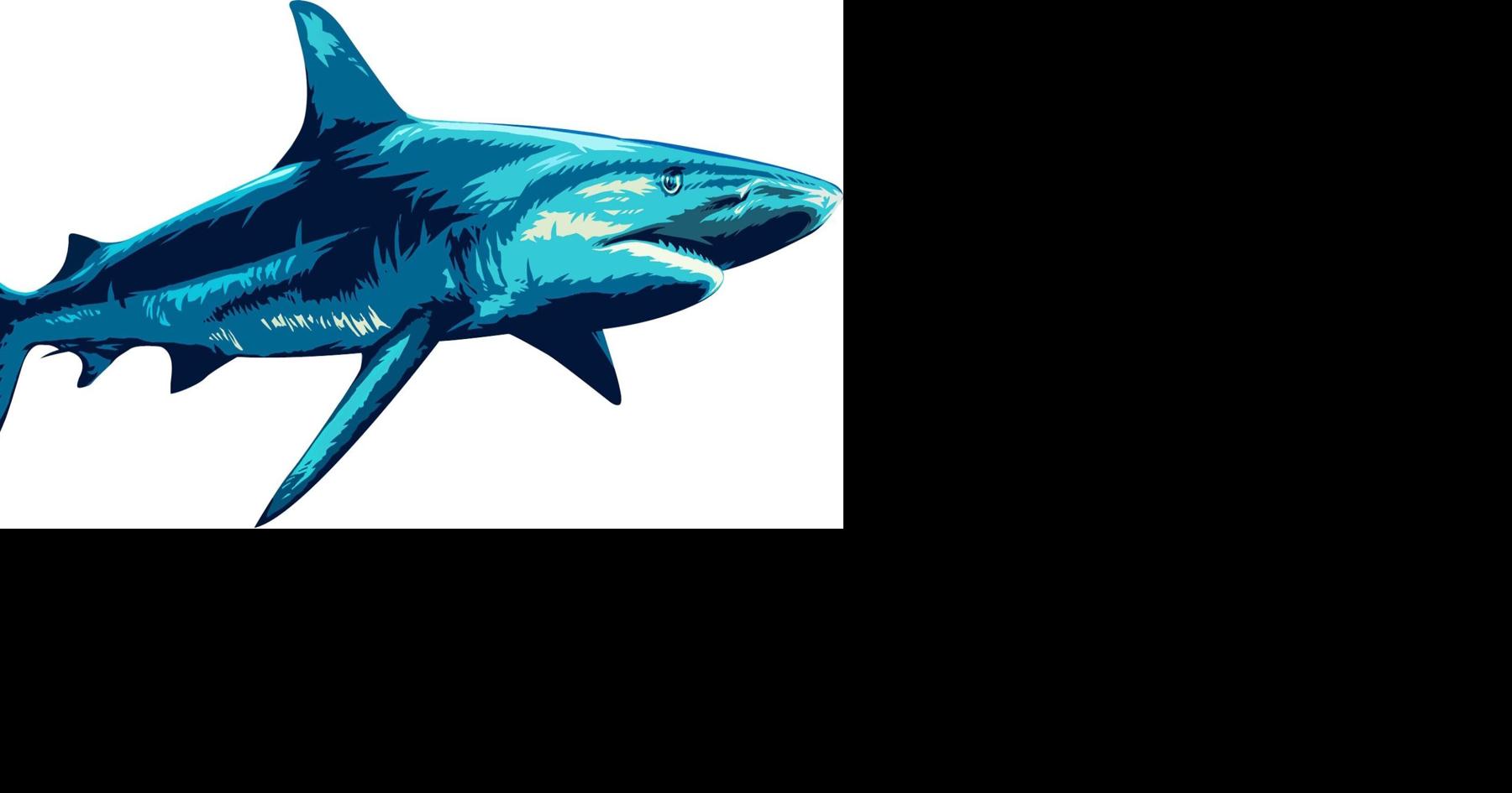 3 people injured by sharks on Florida Panhandle: How you can swim ...