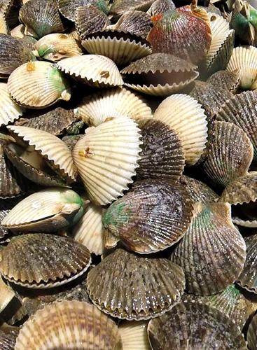 Scallop season begins Monday | Local News | chronicleonline.com