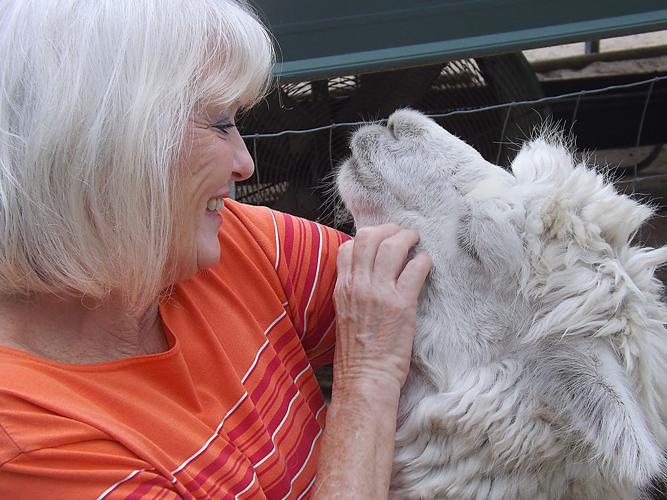 Alpaca's best friend | Local News | chronicleonline.com