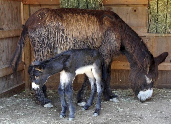 Rare Poitou donkey born in Massachusetts | News | chronicleonline.com