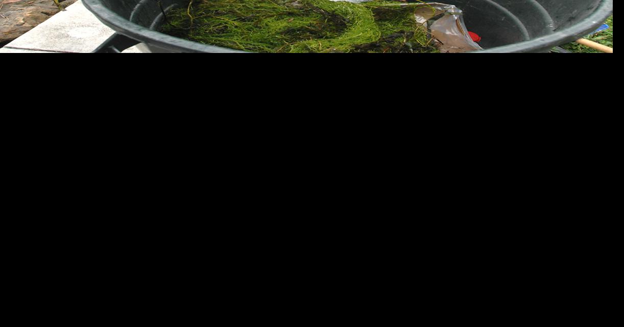 Muck raker: Man hopes to clean bay ‘one rake at a time’ | Local News ...